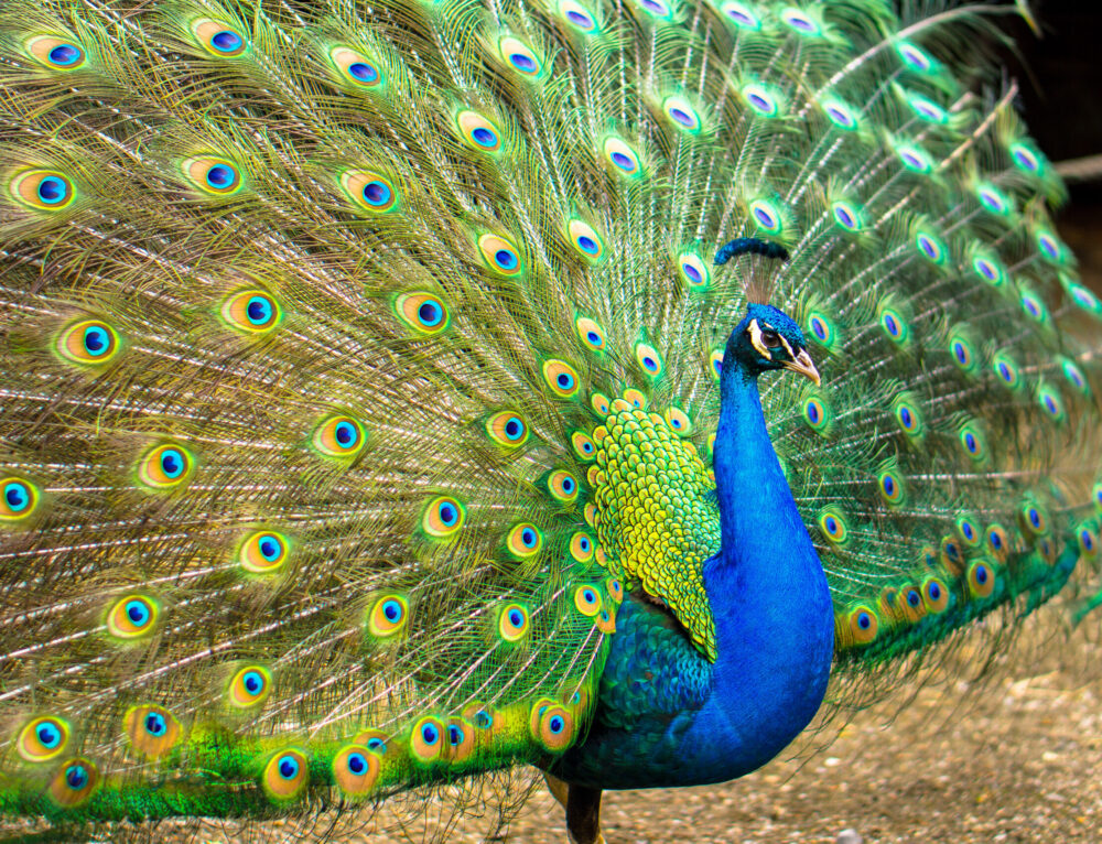 Greater Moab and the Holy Land - America is the Old World